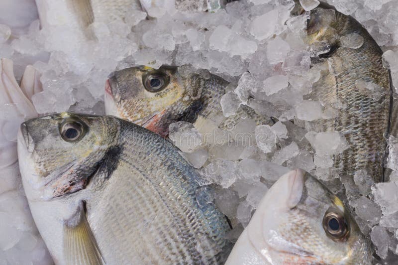 Sea Bream for sale stock photo. Image of healthy, ocean - 44816108