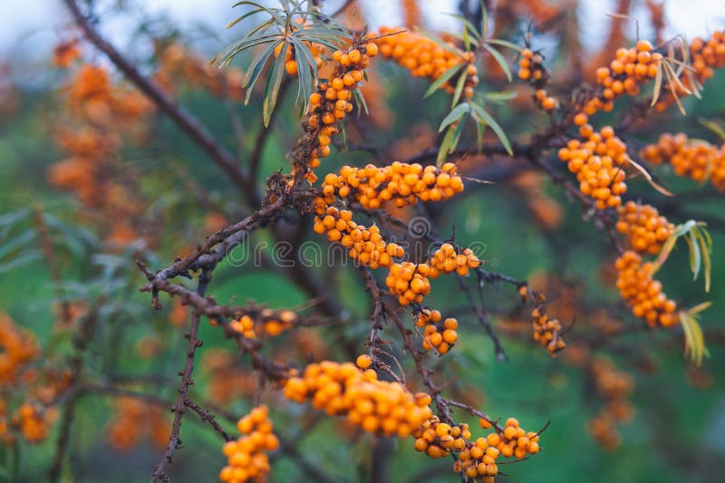 Buck Thorn Berries on the Tree Stock Photo - Image of harvest, rich ...