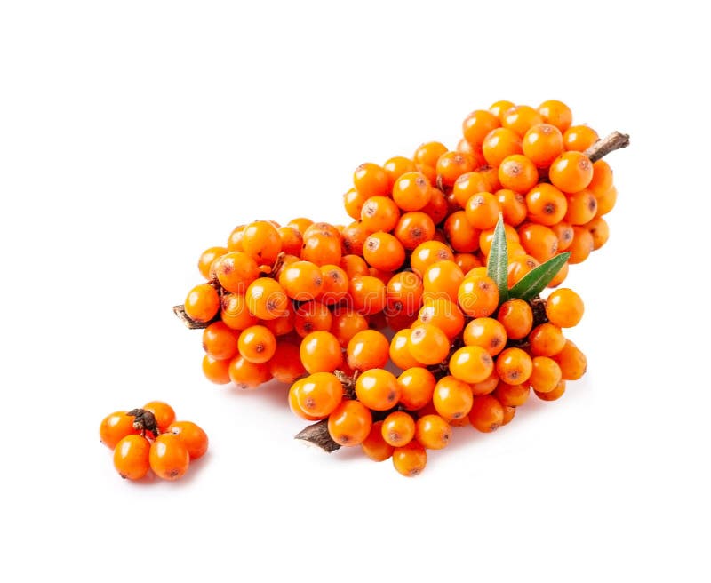 Buckcthorn Berries Stock Photos - Free & Royalty-Free Stock Photos from ...