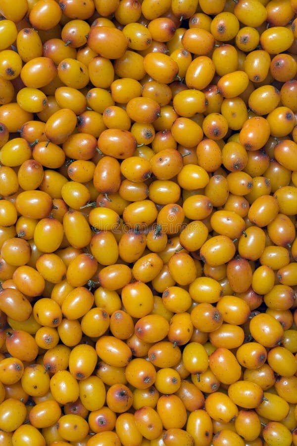 Sea-buckthorn stock image. Image of closeup, vitamin, orange - 1252805