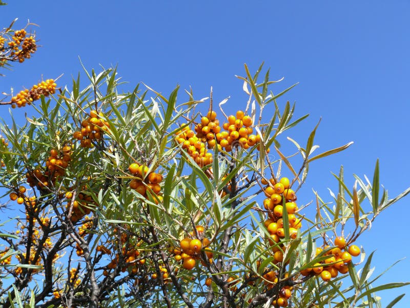 Sea-buckthorn berries stock image. Image of blue, green - 10694319