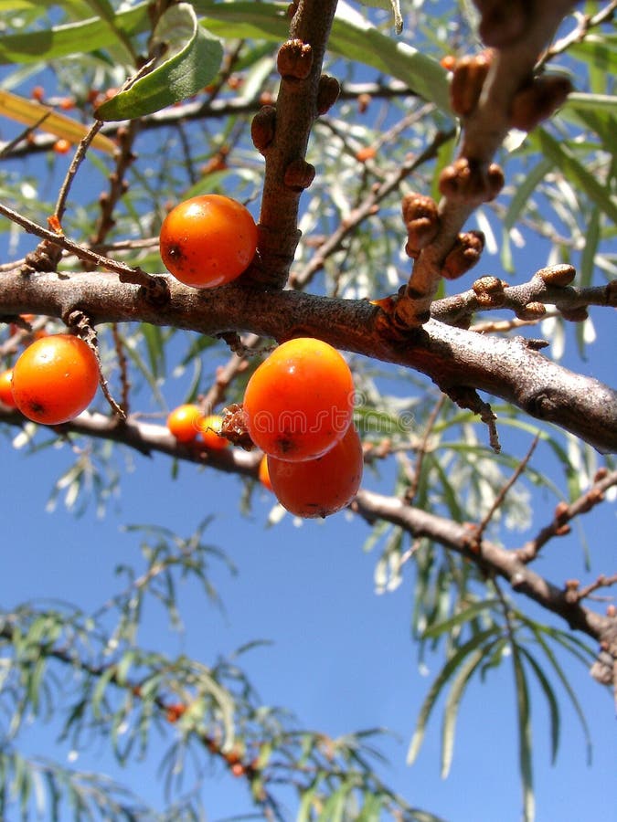 Branch of a Berry of Sea-buckthorn Berries Frozen in a Deep-freezer ...