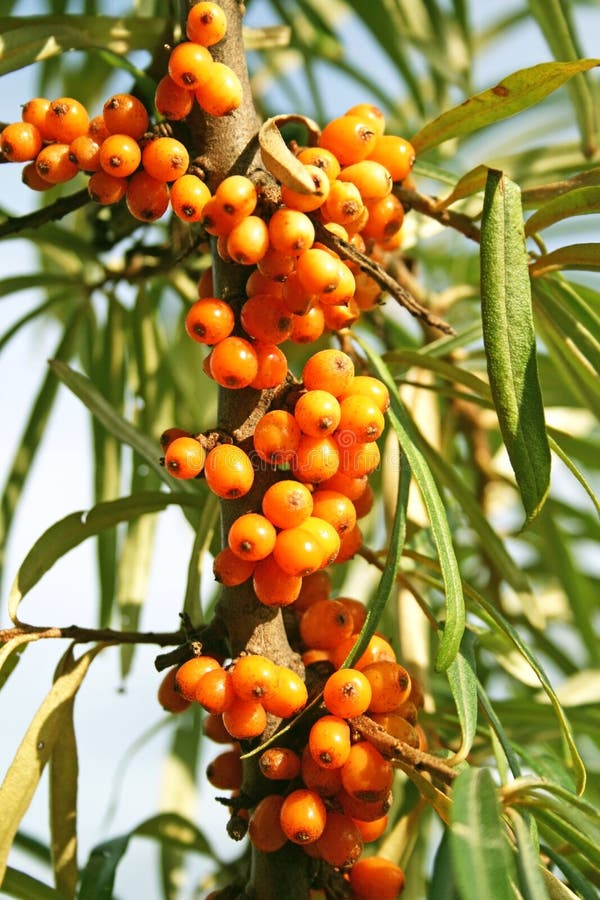 Sea buckthorn berries stock image. Image of garden, buckthorn - 6588743