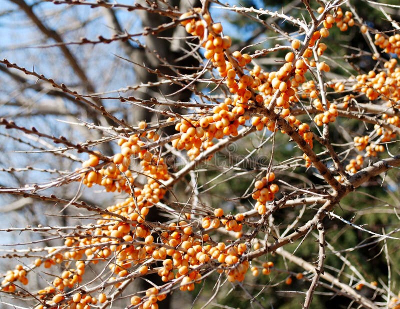 Sea Buckthorn Berries stock image. Image of bush, buckthorn - 51901565