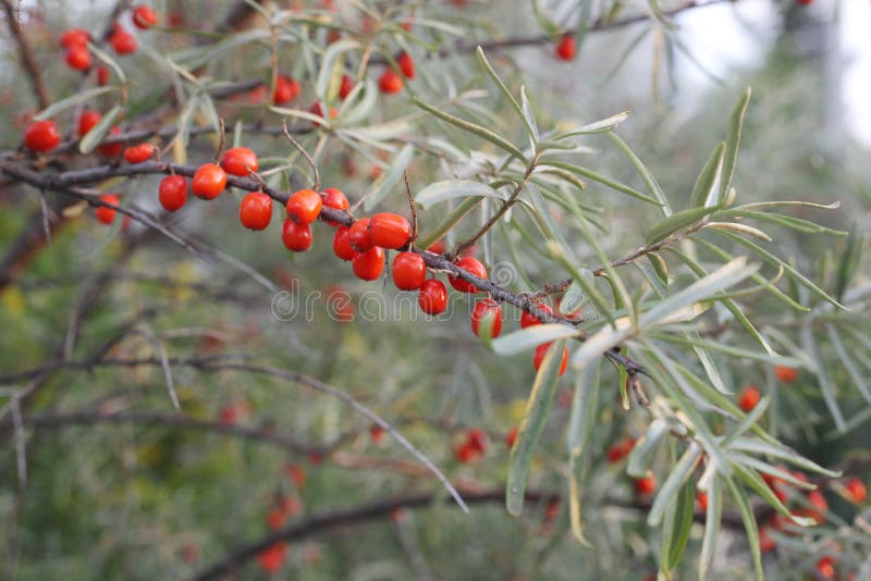 Sea buckthorn stock image. Image of life, beauty, berries - 45032077