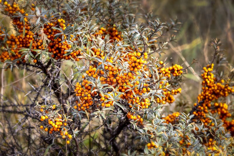 Sea Buckthorn Bush with Berries Stock Photo - Image of beautiful ...