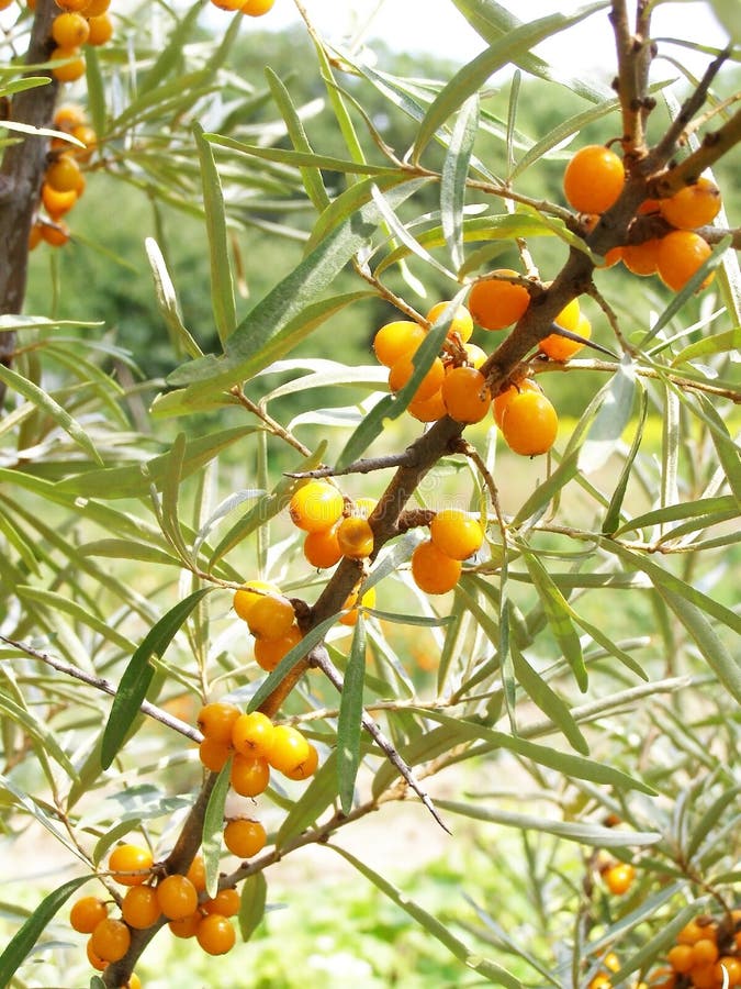 Sea Buckthorn Growing on a Tree Close Up Hippophae Rhamnoides. Medical ...