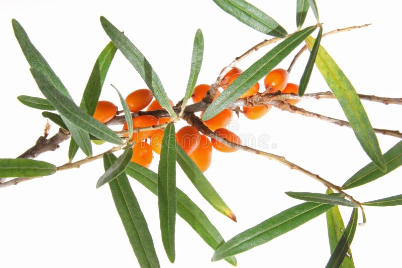Sea Buckthorn (Hippophae Rhamnoides) Stock Image - Image of common ...