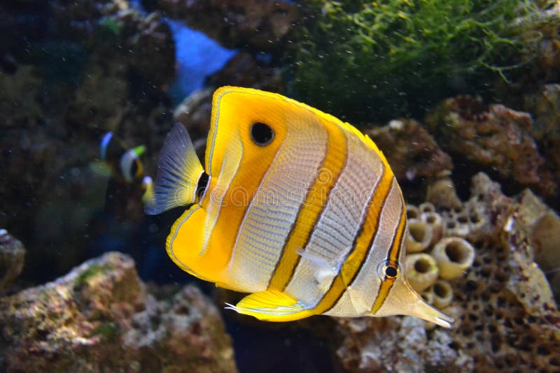Sea butterflyfish stock photo. Image of face, beauty - 60049966