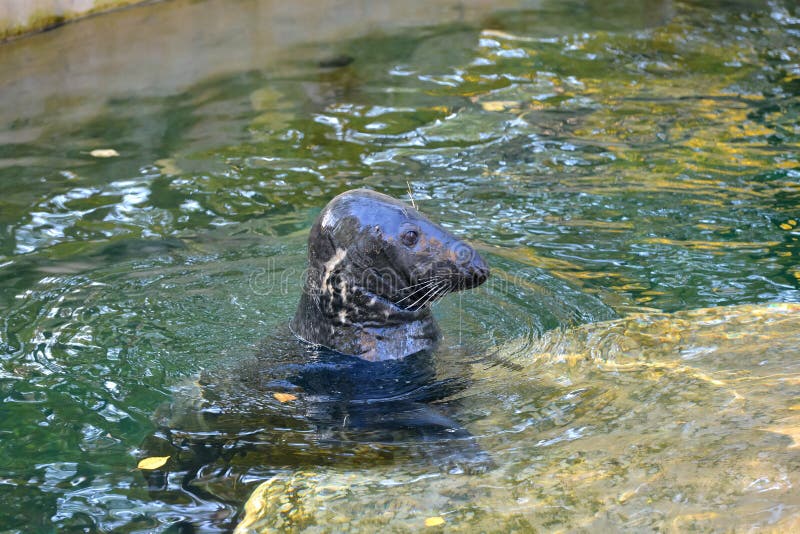Sea calf stock photo. Image of pool, mammals, basin, calf - 37386968