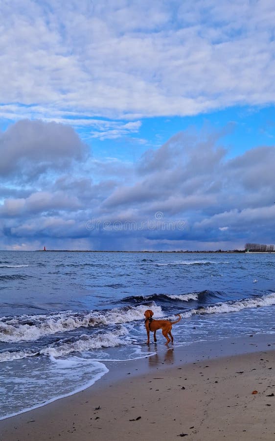 Sea ??calls Landscape Water Baltic Sea Stock Photo - Image of water ...