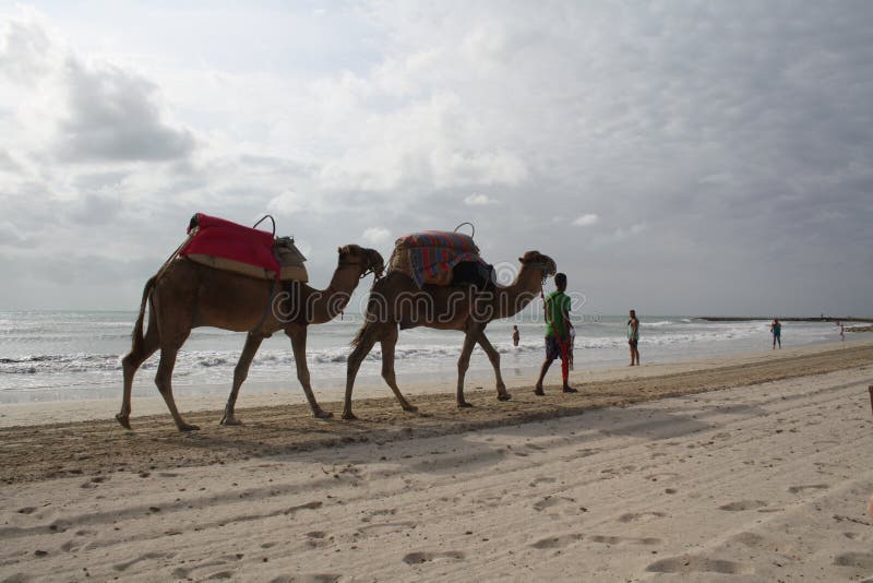The sea and camels. editorial photography. Image of camels - 162601637