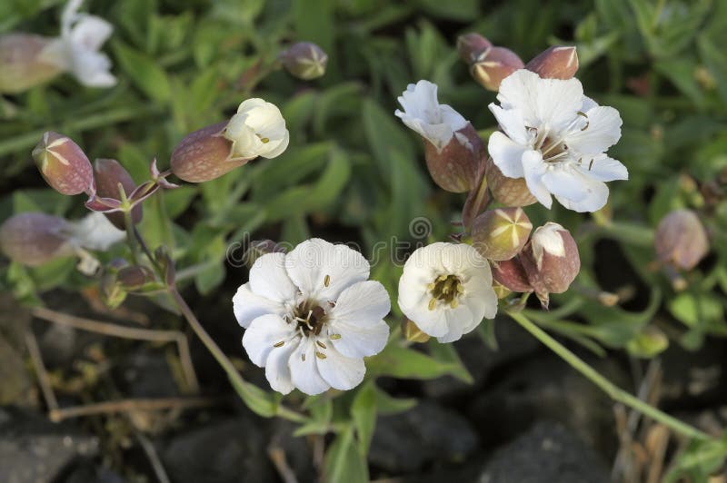 Sea Campion stock photo. Image of horizontal, silene - 81767266