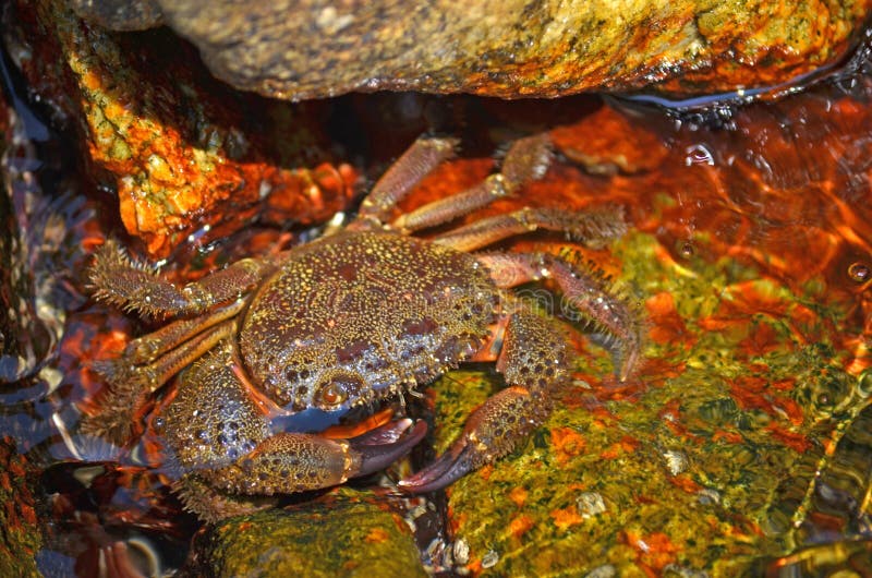 Sea cancer in water stock photo. Image of organism, exoskeleton - 75482968