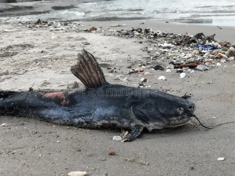 Sea Catfish Die at Dirty Beach,ecological Problem Stock Photo - Image ...