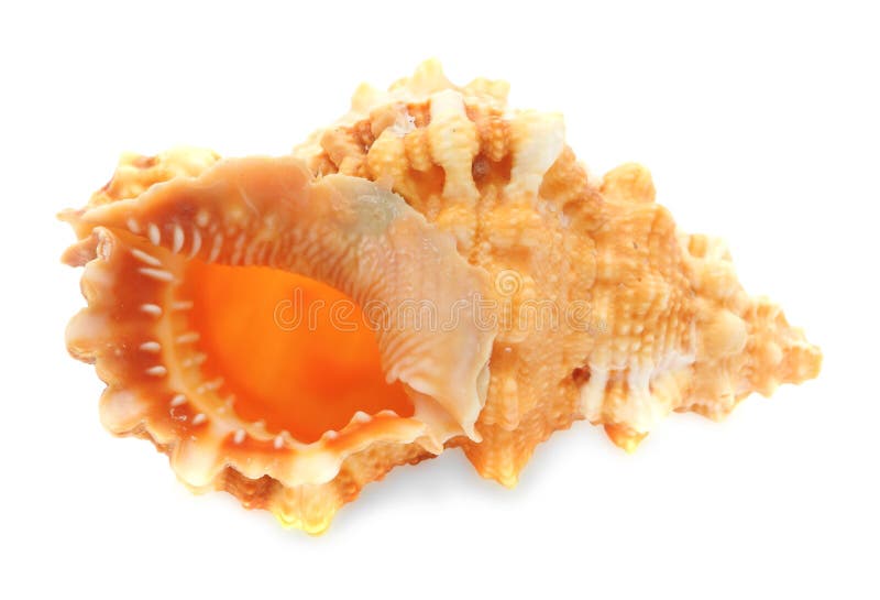 Sea Clam-shell Isolated on White Stock Image - Image of fragile, shell ...