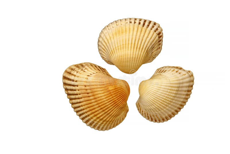Sea Shells, Isolated on White Stock Photo - Image of life, beach: 317142046