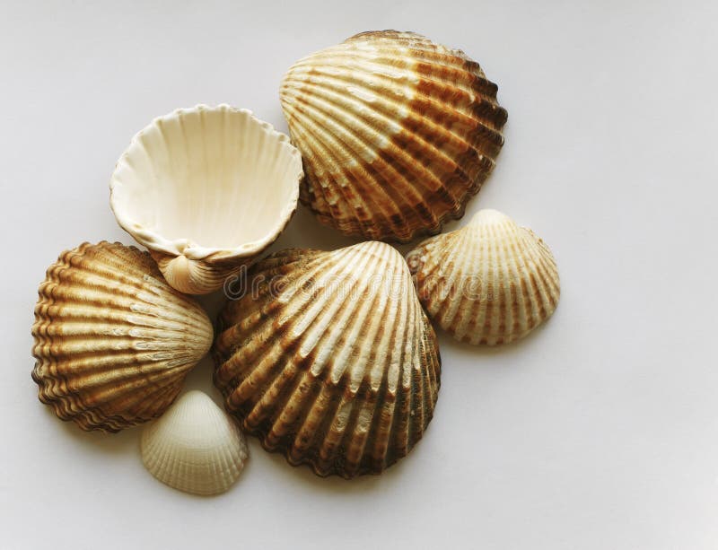 Sea clams stock image. Image of light, bivalve, brown - 40216919