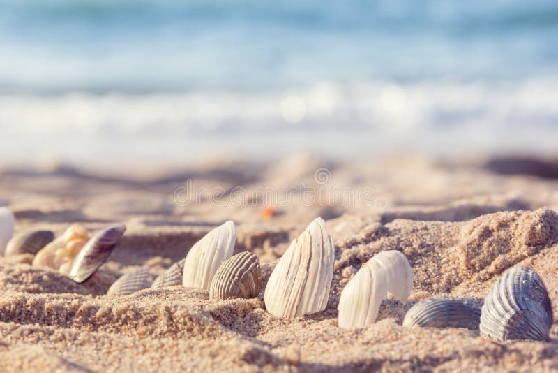 Seashells in the sand stock photo. Image of seashore - 111119612