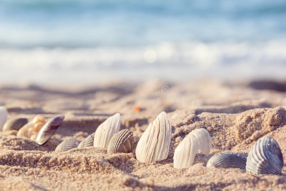 Seashells in the sand stock photo. Image of seashore - 111119612