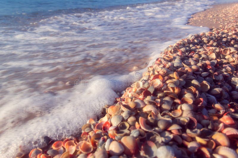 The sea coast from shells stock image. Image of seascape - 154114233