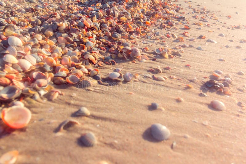 The sea coast from shells stock image. Image of sunny - 150212913