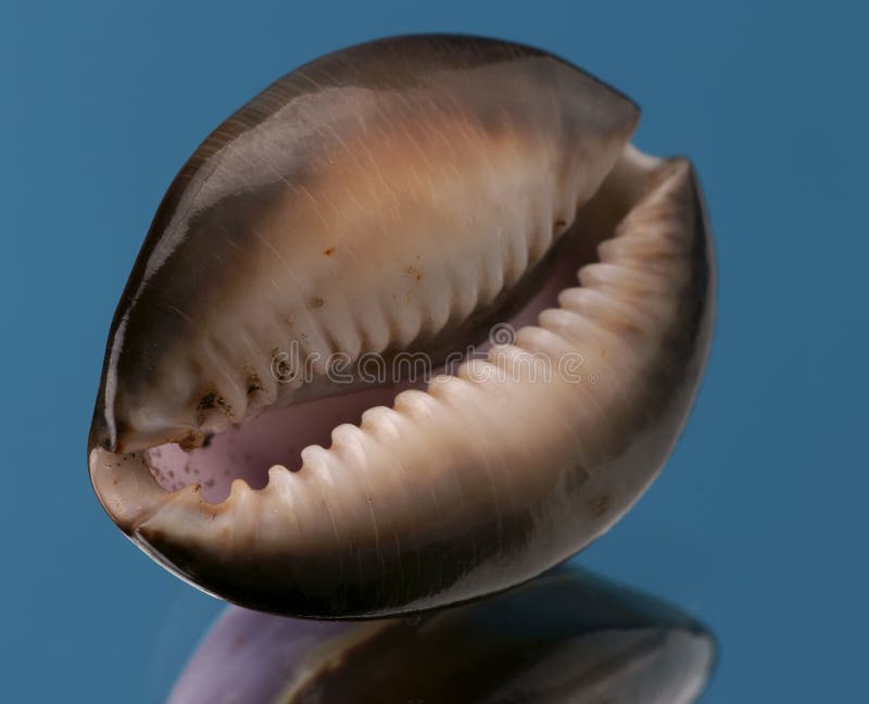 Sea cockleshell stock photo. Image of marines, coral - 10930864