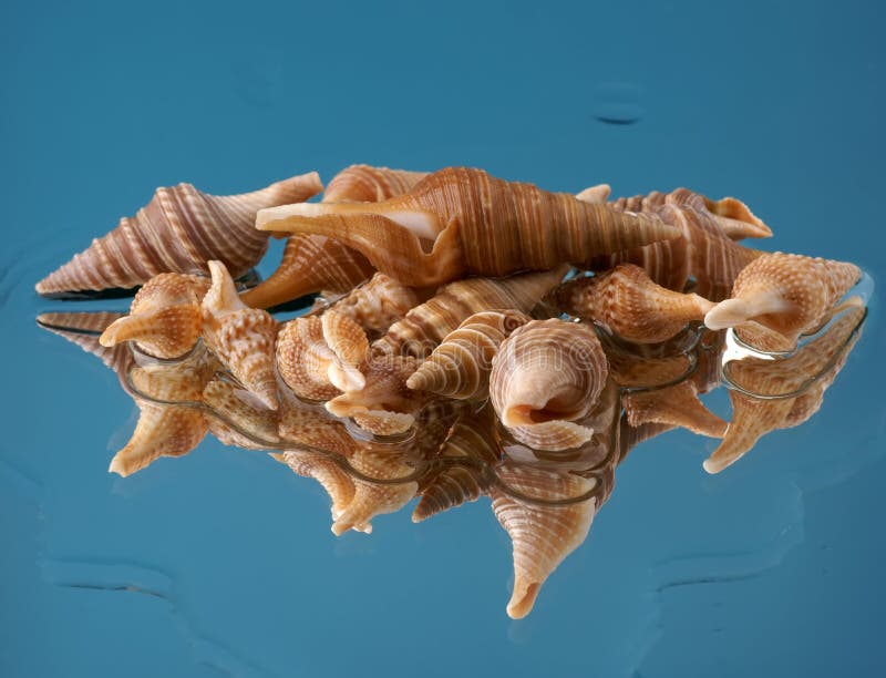 Sea cockleshell stock photo. Image of oyster, abstract - 10388264