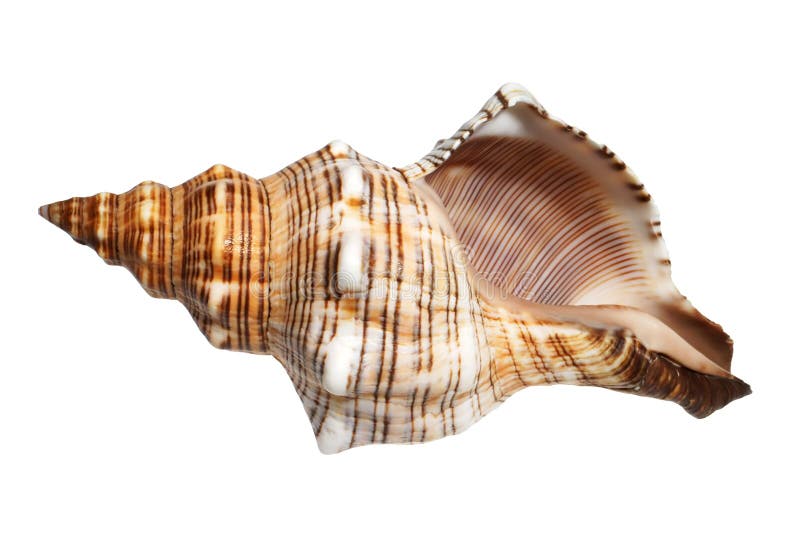 Conch shell, top view stock image. Image of nature, seashell - 18198167