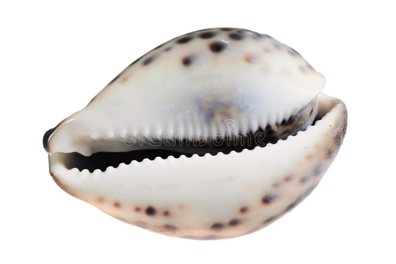 Sea cockleshell stock photo. Image of close, sealife - 21638462