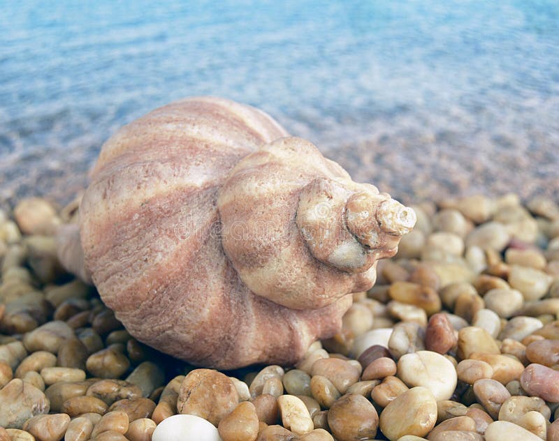 Sea cockleshell stock image. Image of isolated, archeology - 94129339