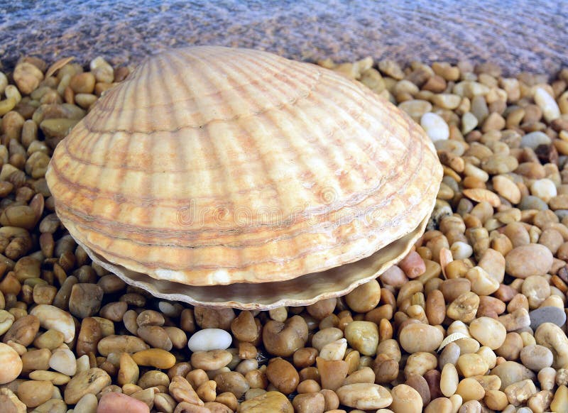 Sea cockleshell stock image. Image of isolated, limestone - 94129573