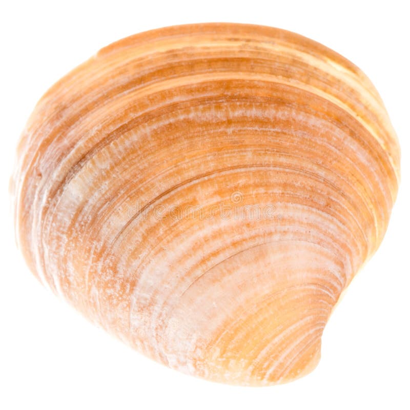 Sea Cockleshell Isolated on White Background Stock Photo - Image of ...
