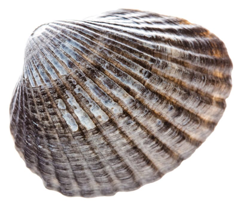 Sea Cockleshell Isolated on White Background Stock Photo - Image of ...
