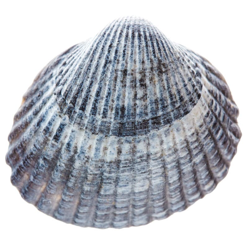 Radial Sea Shell Isolated stock image. Image of radial - 14164683