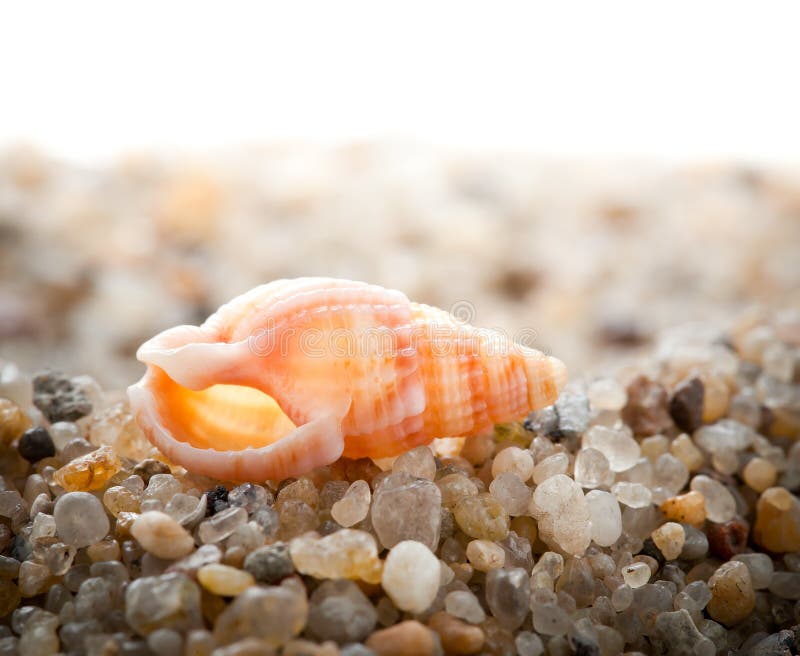 Sea cockleshell on sand stock image. Image of nature - 30757347