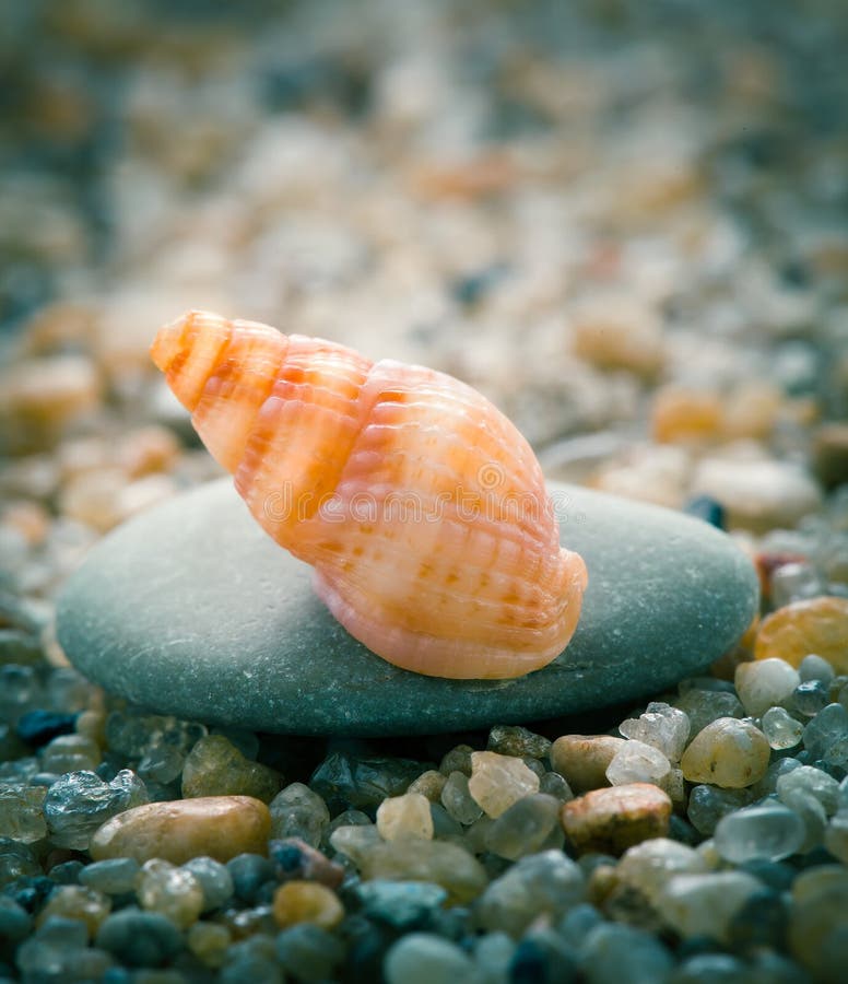 Sea cockleshell on stone stock image. Image of mollusk - 30757383