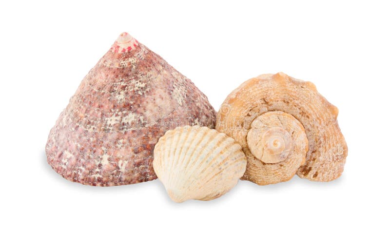 Sea cockleshells. stock photo. Image of exotic, conch - 23748462