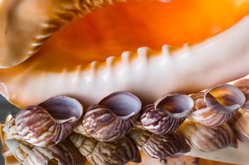Sea Cockleshells. Picture Image: 8524195