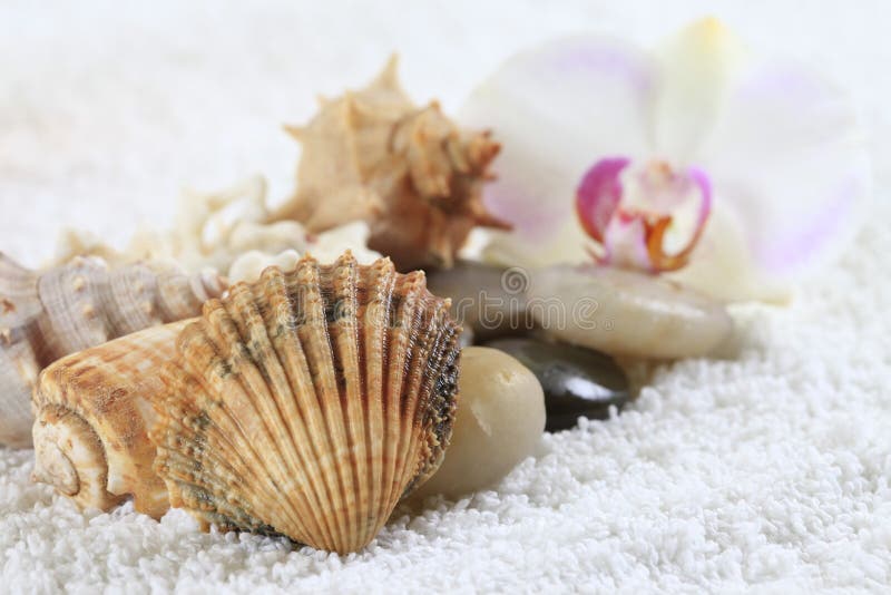 Sea Cockleshells and Orchid Stock Photo - Image of white, decoration ...