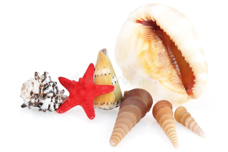 Collection of sea shells stock photo. Image of cutout - 70025908