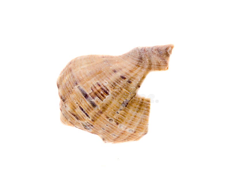 Sea Colored Shell, Close Up Isolated, White Background Stock Image ...