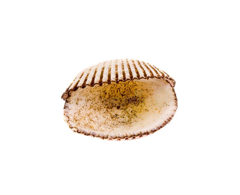 Sea Colored Shell, Close Up Isolated, White Background Stock Photo ...