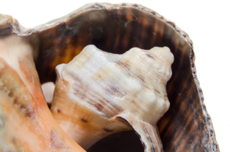 Sea Colored Shell, Close Up Isolated, White Background Stock Image ...