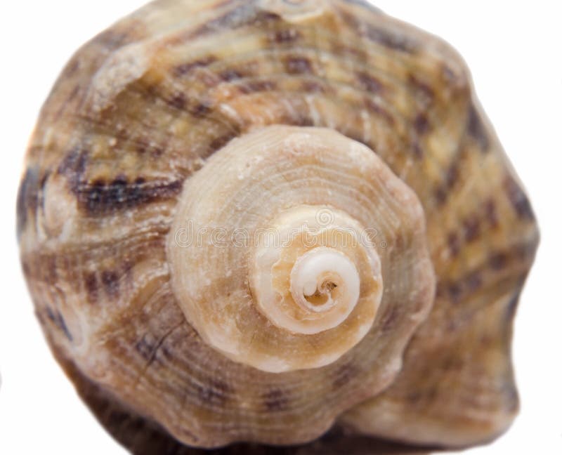 Sea Colored Shell, Close Up Isolated, White Background Stock Image ...