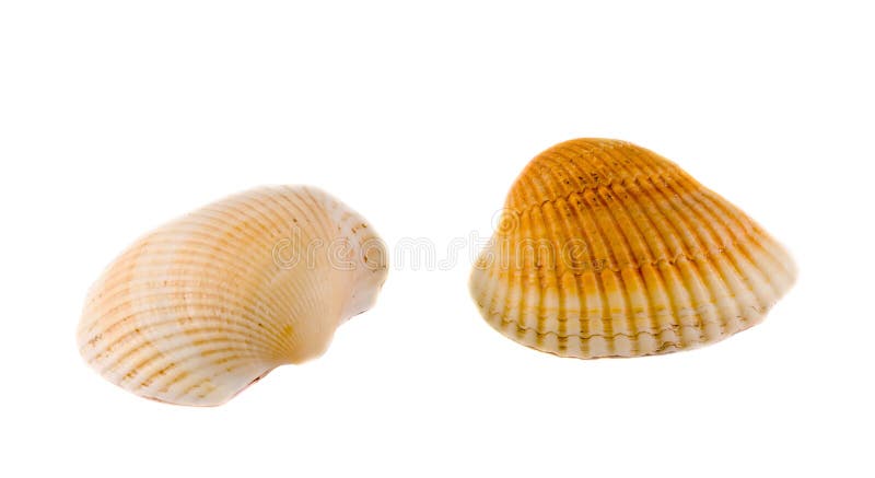 Sea Colored Shells, Close Up Isolated, White Background Stock Image ...