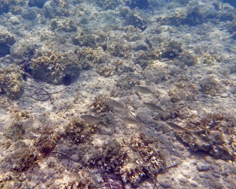 Sea Comber on a Mediterranean Reef Stock Image - Image of organism ...