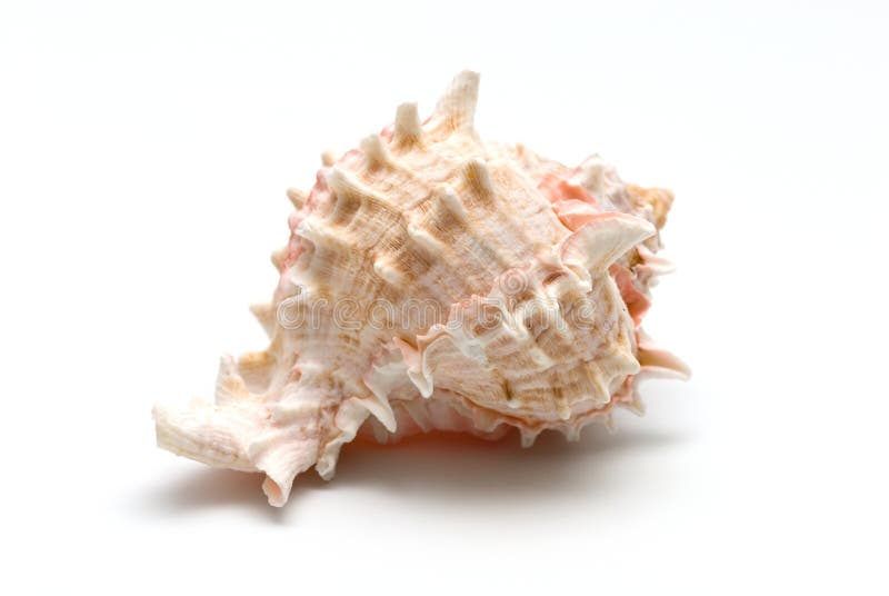Sea Conch Isolated on White Stock Photo - Image of roll, ornate: 12397452