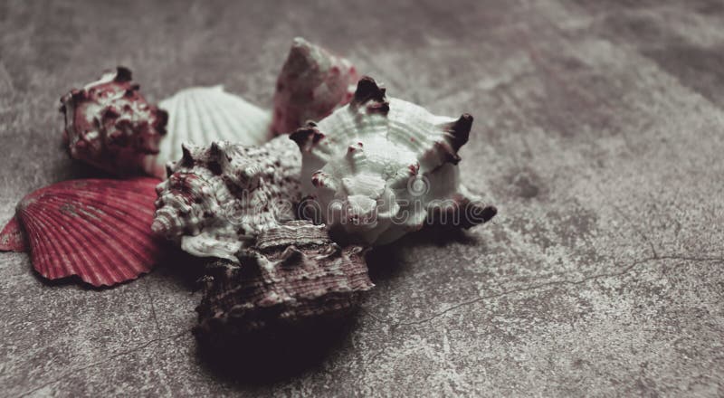 Tropical Conch Shell on Gray Background for Banner Design Stock Image ...