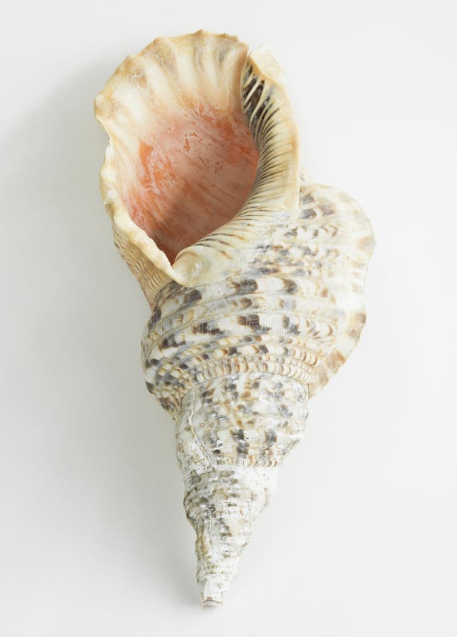 Sea Conch Shell On Isolated Background Stock Image - Image of macro ...